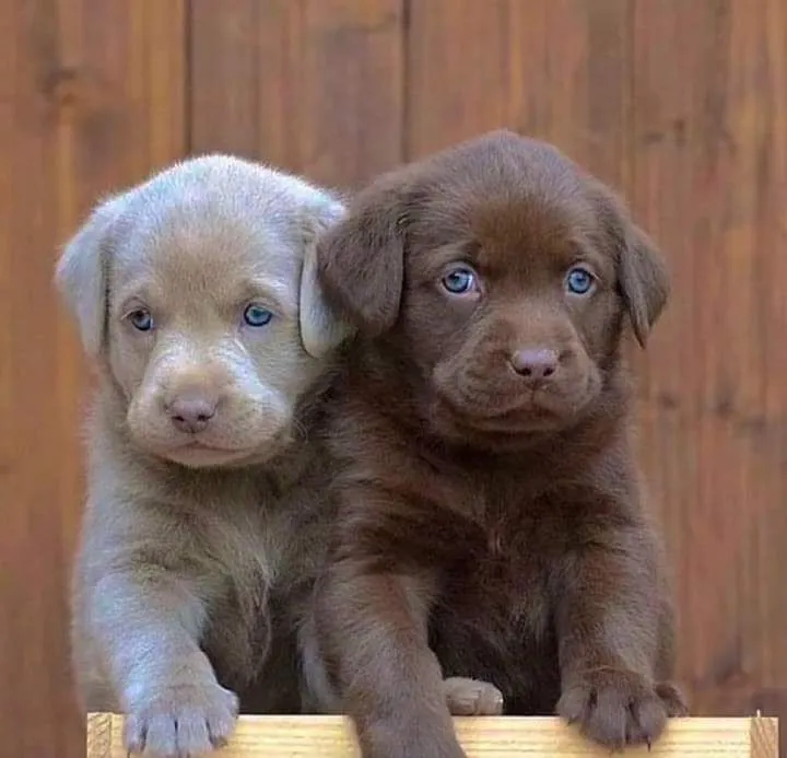 "filhotes de labrador preto" - Cachorros no Brasil