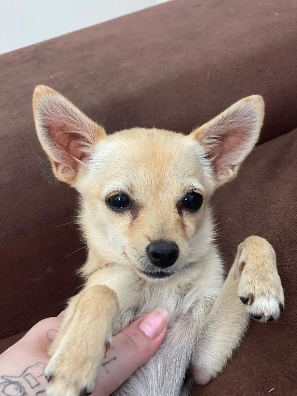 Chihuahua fêmea deer head 6 meses - Cachorros - Residencial Frei Galvão ...