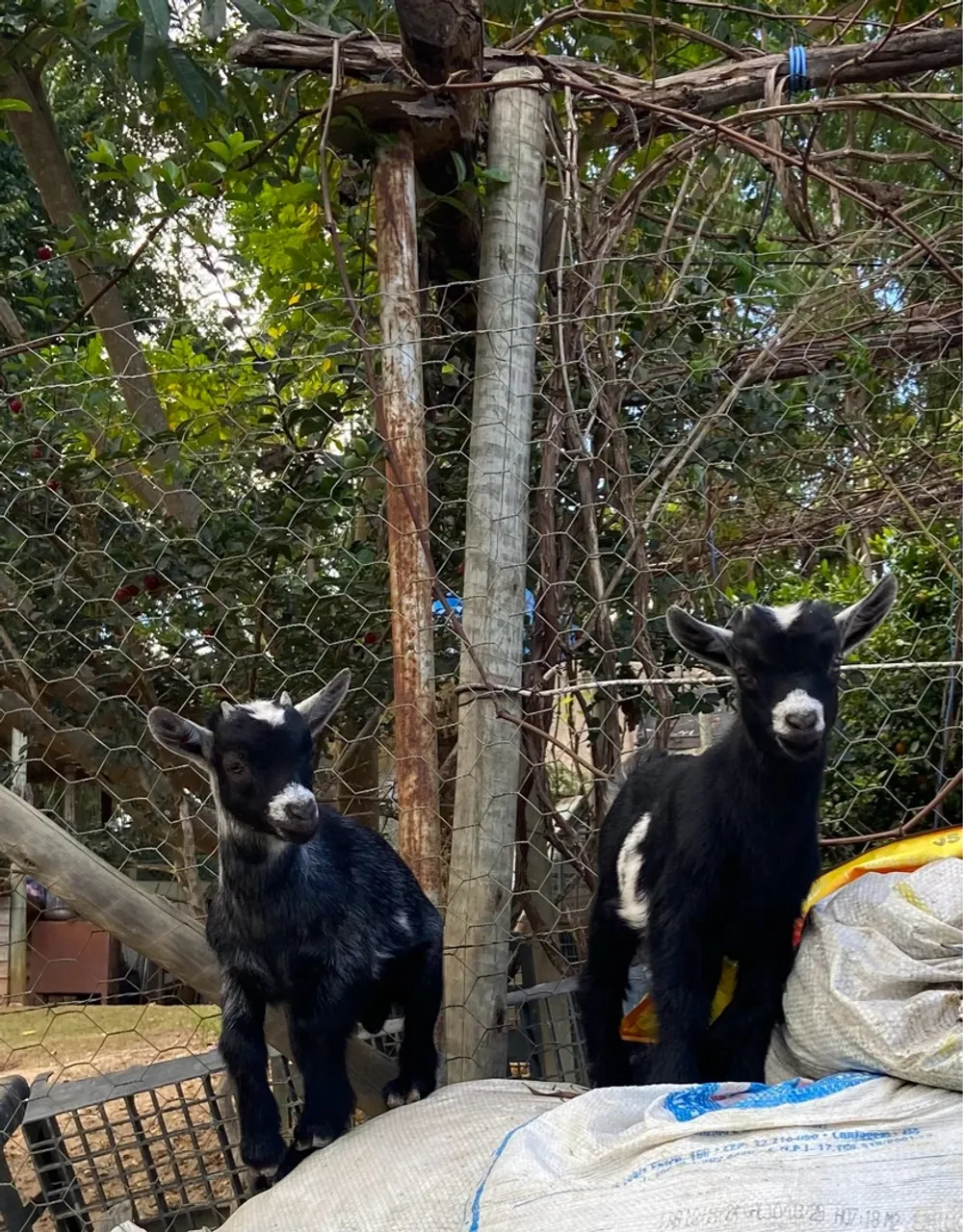 "mini cabras" no Brasil