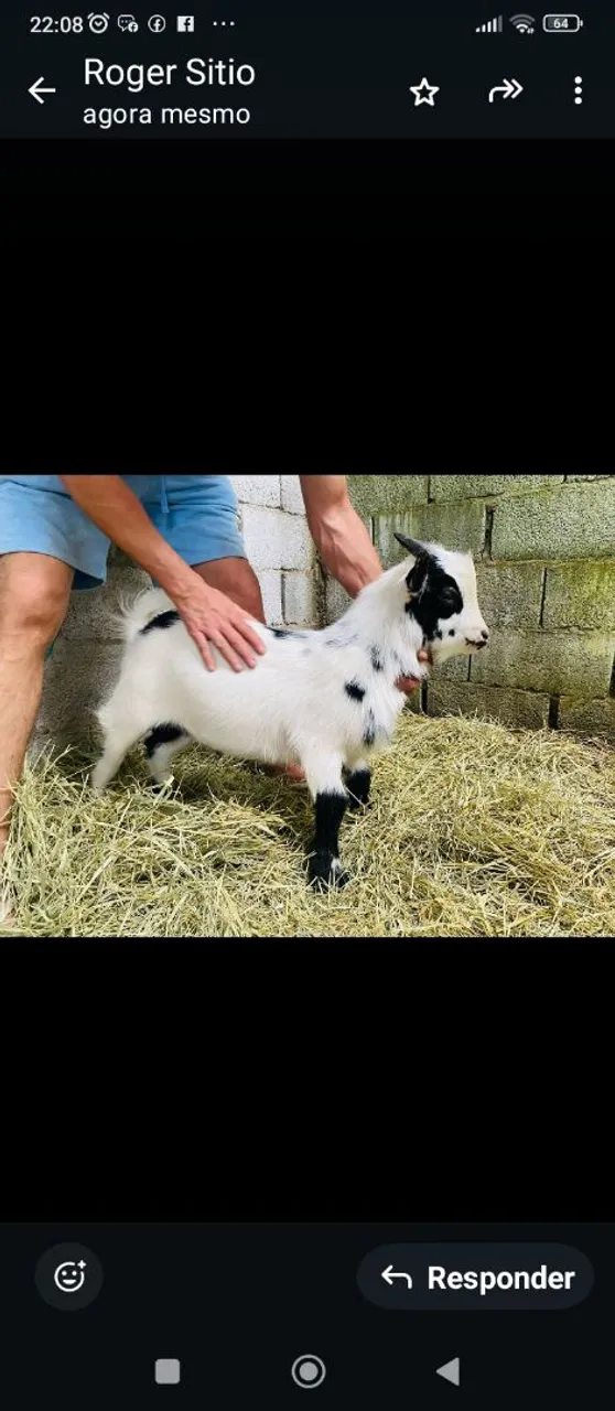 "mini cabras" no Brasil