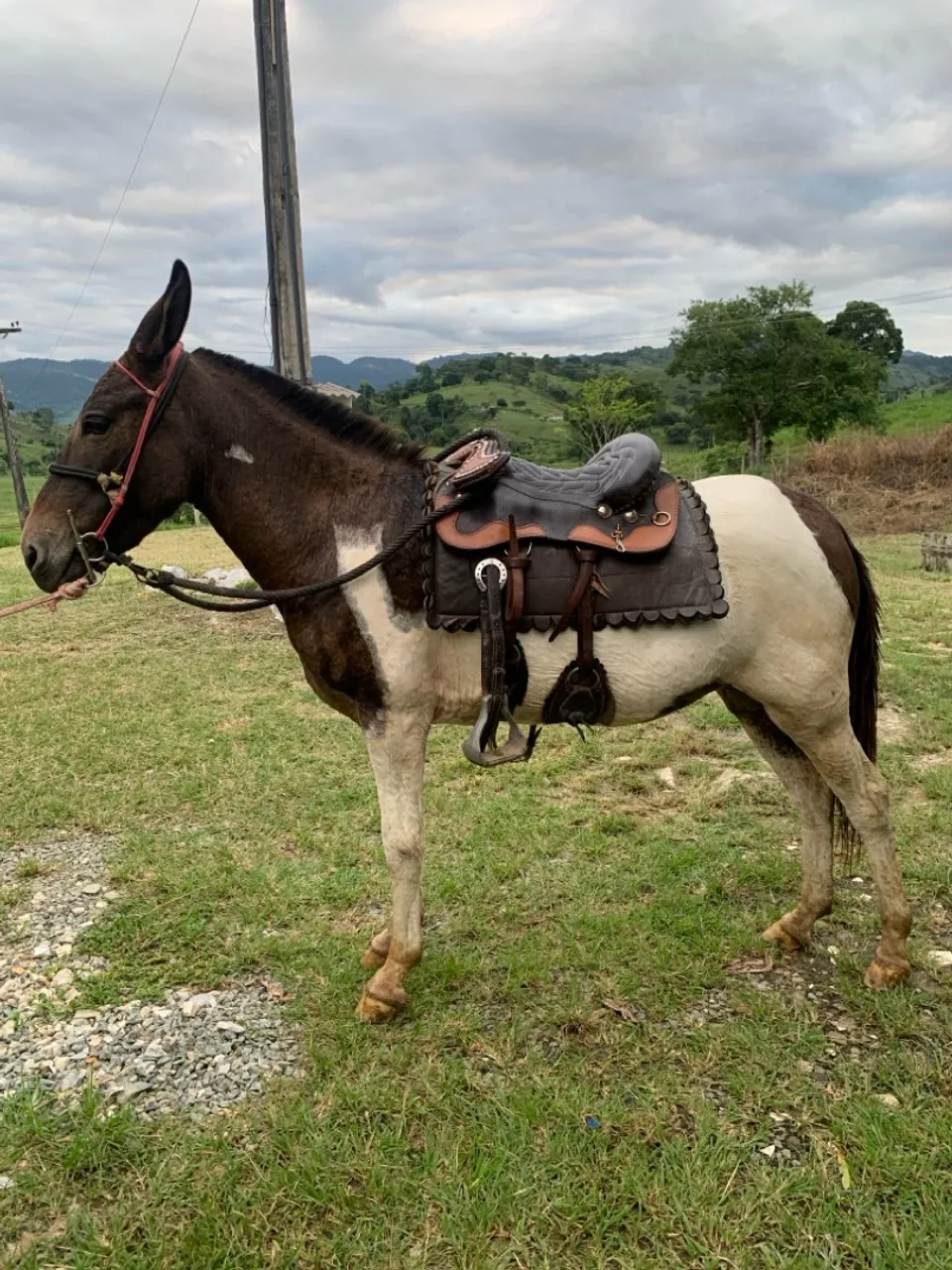 "uma mula" no Brasil