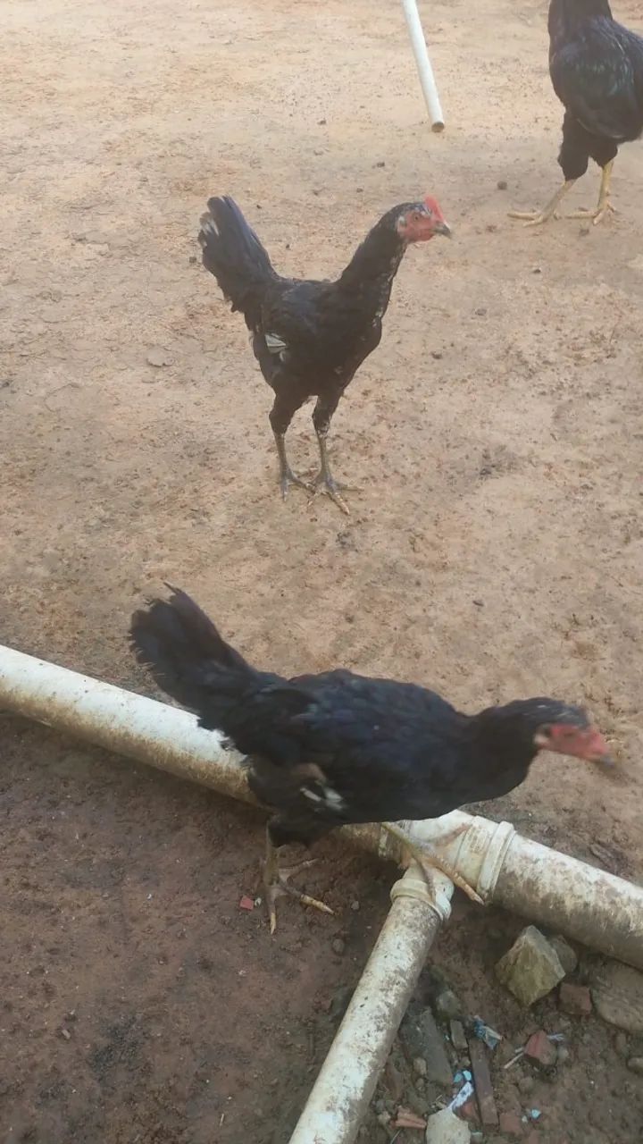 Frangos Caipira Puro. - Animais para agropecuária - Santa Inês, Rio ...