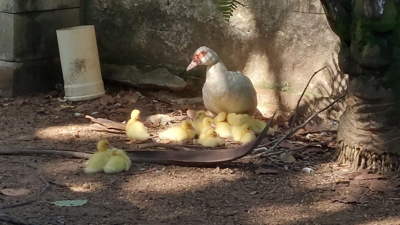 "filhotes de patos" - Outros animais no Brasil