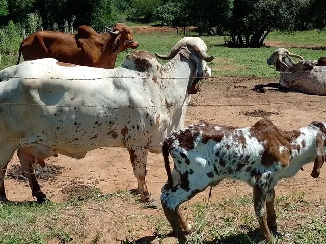 "vacas gir leiteiro" no Brasil