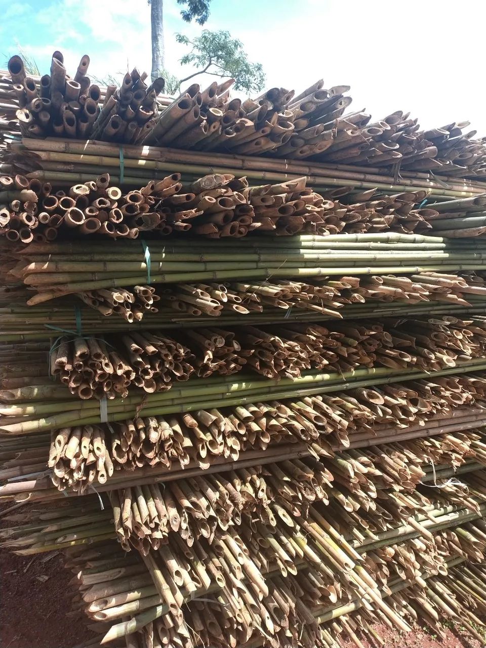 Bambu estaca de tomate - Fundação e Estrutura - Arceburgo 1464018790 | OLX
