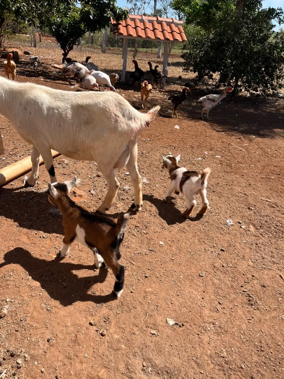 "mini cabras" no Brasil