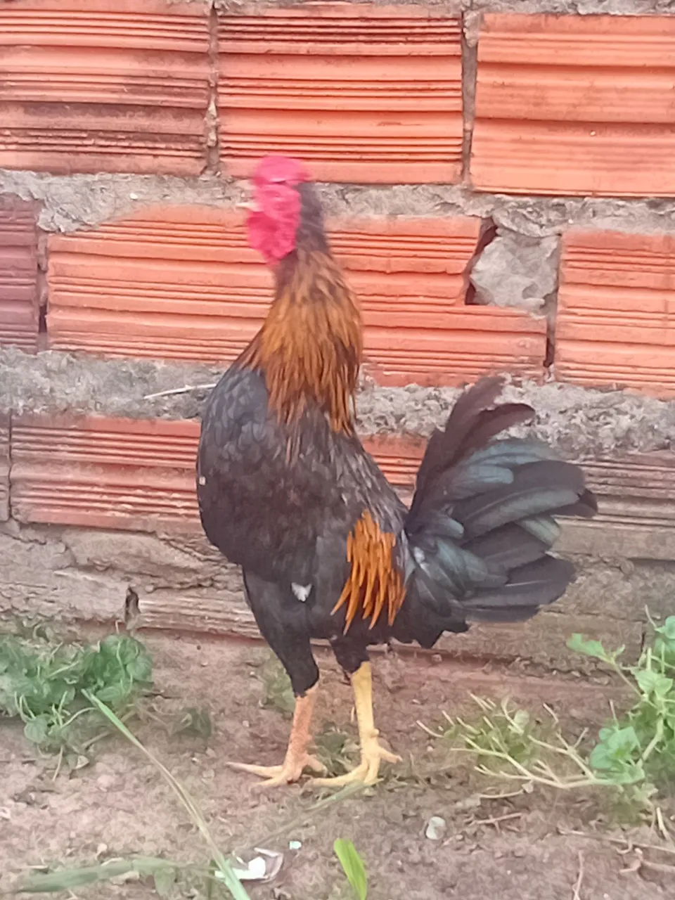 "galinha galize" no Brasil