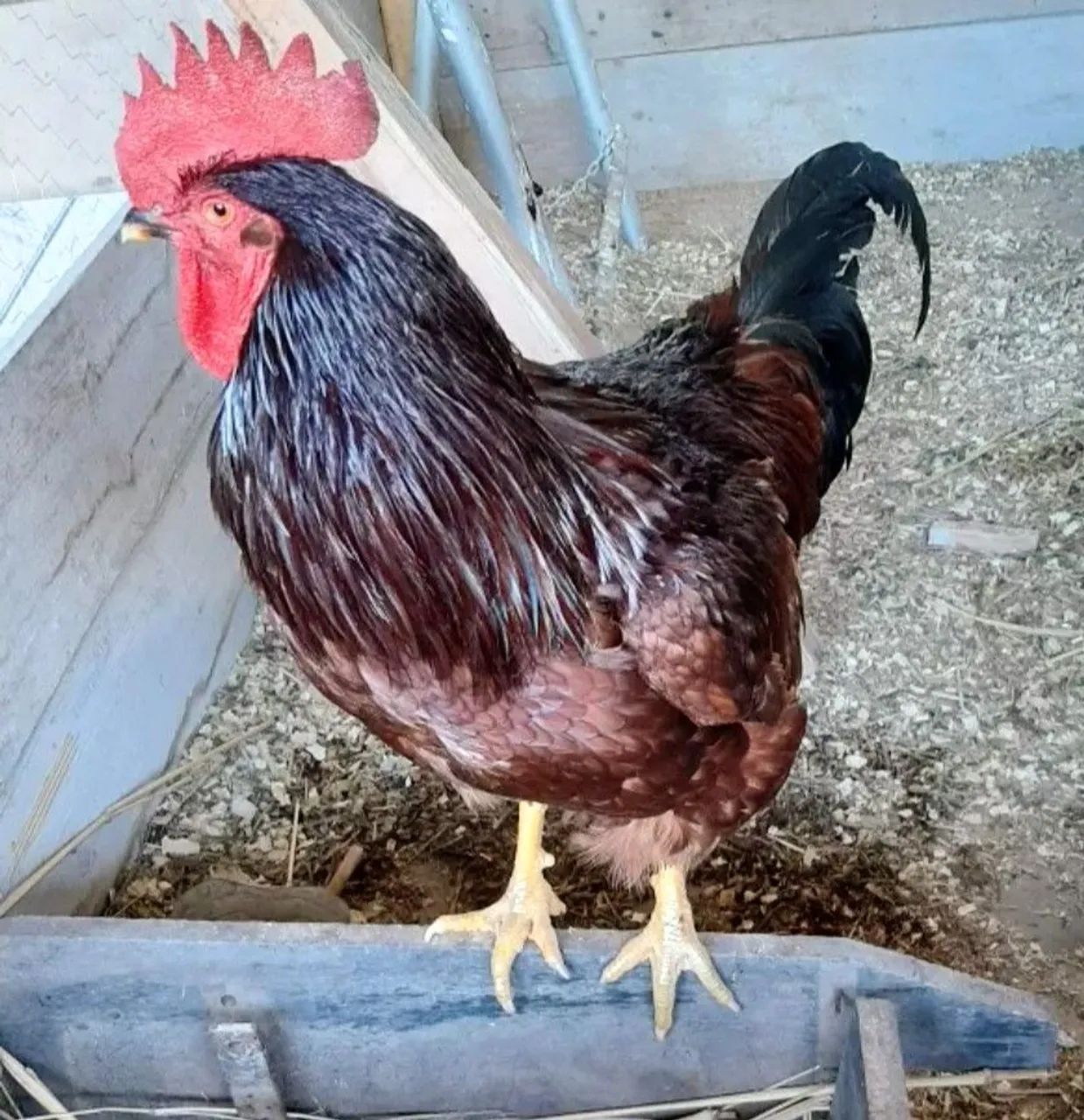 Pintinhos/frangos Rhode Island Red Padrão Americano disponíveis - Animais para agropecuária ...