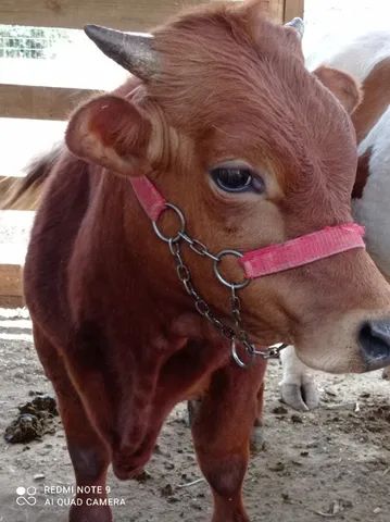 Boi mini boi | +348 anúncios na OLX Brasil