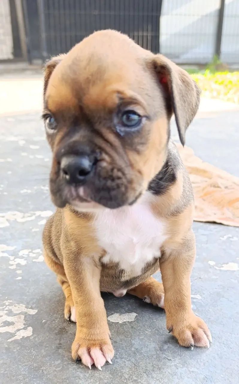 Filhote de Boxer - Fofo e Carinhoso! - Cachorros - Parolin, Curitiba ...
