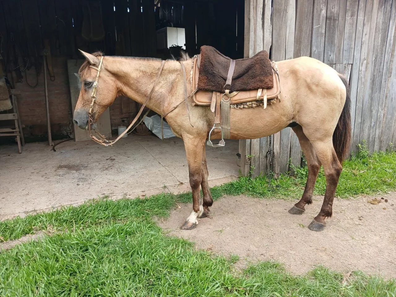 "cavalo domado" no Brasil