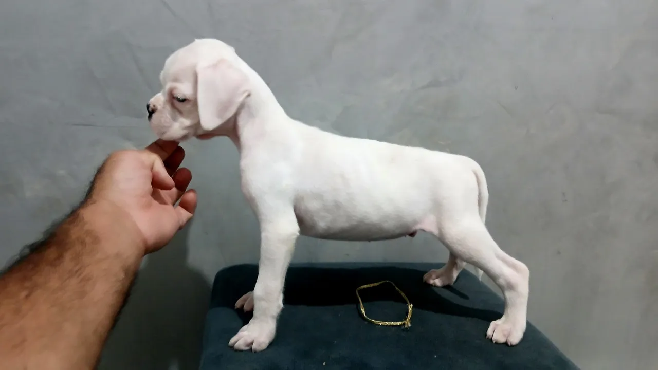 "filhotes de boxer" - Cachorros no Brasil