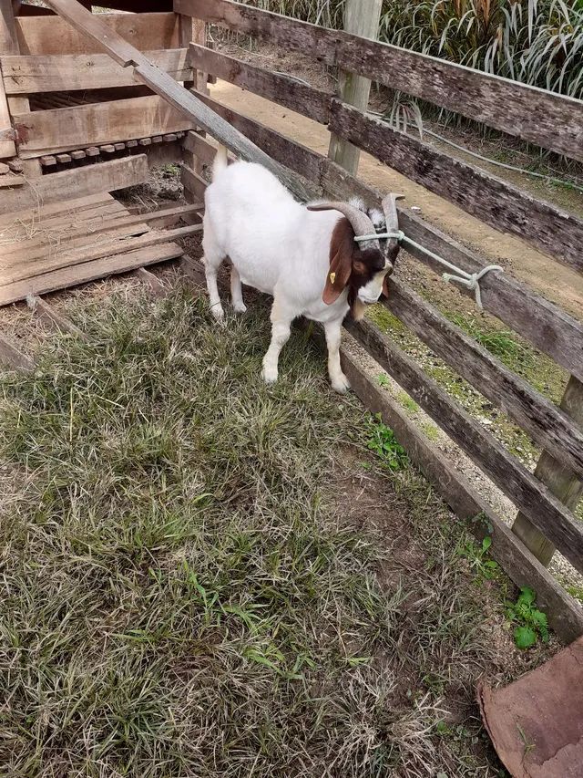 Bode boer | +42 anúncios na OLX Brasil