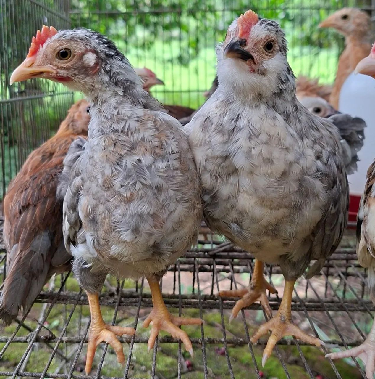 Garnizé Variados - Animais para agropecuária - Iguaçu Velho, Nova ...