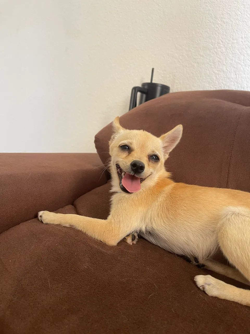 Chihuahua fêmea deer head 6 meses - Cachorros - Residencial Frei Galvão ...