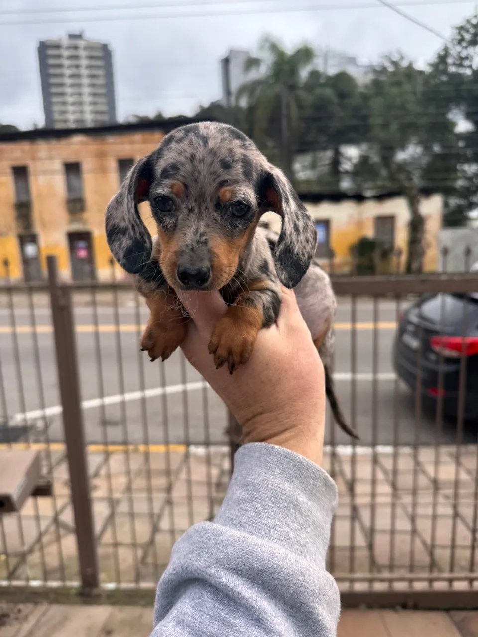 "cachorro cofap" - Cachorros no Brasil
