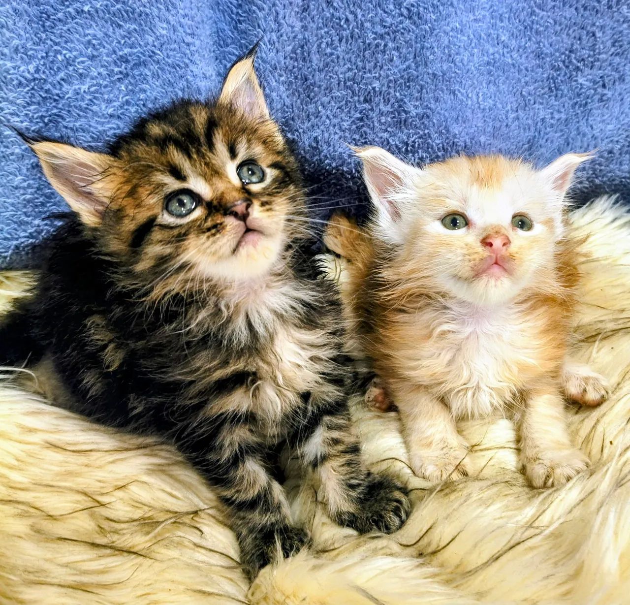 Filhote Maine Coon Gigante - Gatos - Jardim Guanabara, Rio de Janeiro ...