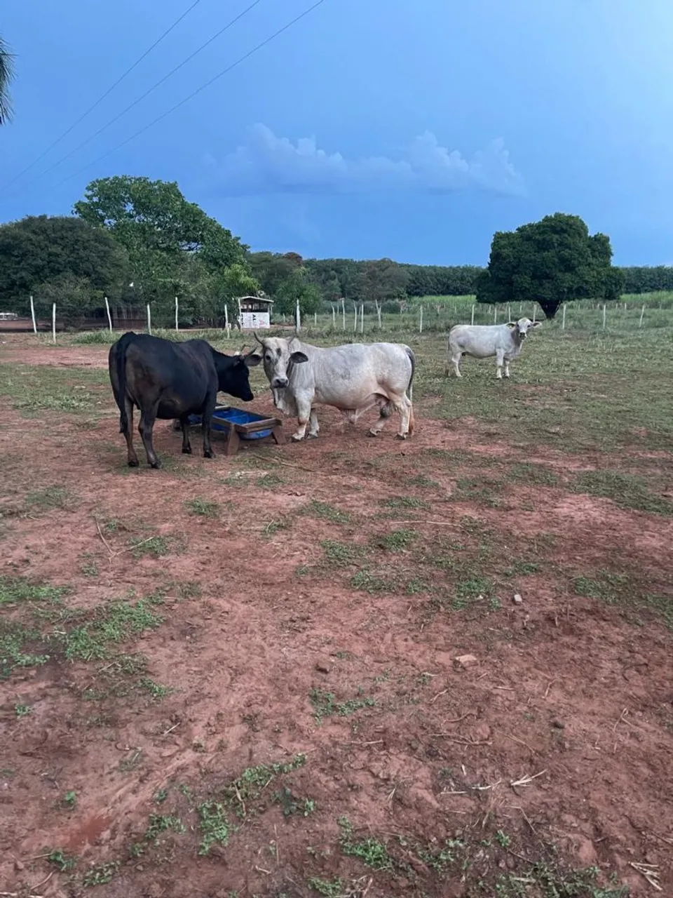 "mini vaca" - Animais para agropecuária no Brasil