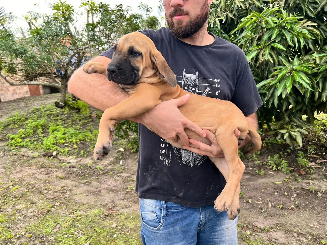 "filhote de fila brasileiro" - Cachorros no Brasil