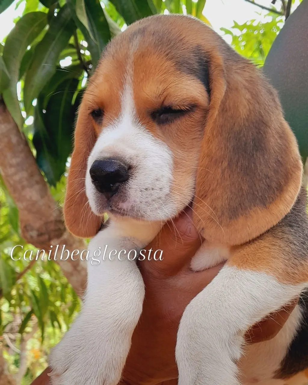 "filhotes de cachorros beagle" - Cachorros no Brasil