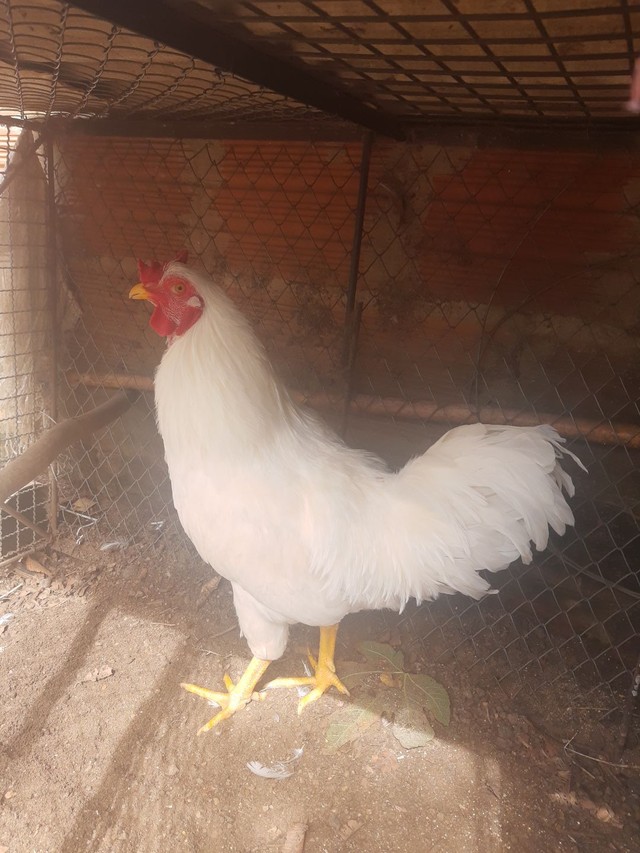 Frango branco | +226 anúncios na OLX Brasil