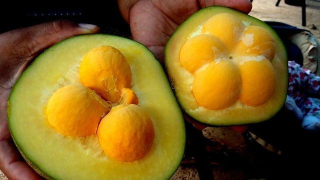 Mudas do pequi goiano carnudo * - Área Externa - Parque Amazônia ...