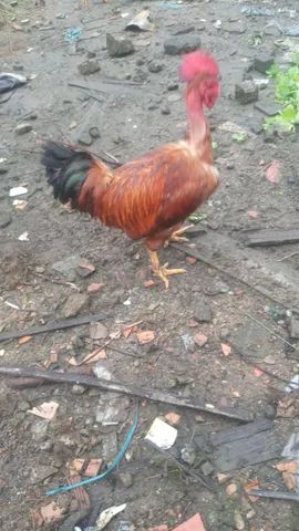 "caipirao" no Brasil