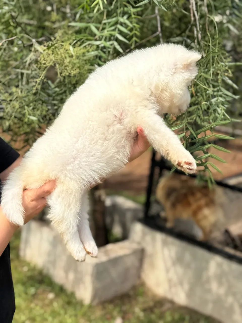 Husky filhotes creme e branco - Cachorros - Centro, Francisco Beltrão ...