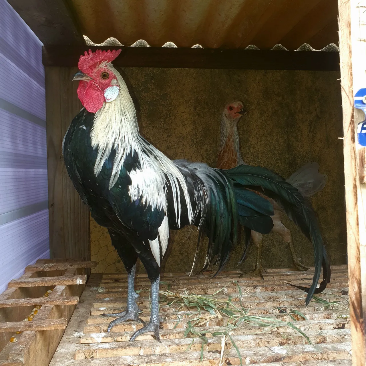 "garnizes" no Brasil