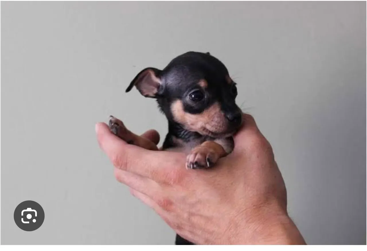 "pinscher 00 miniatura" - Cachorros no Brasil