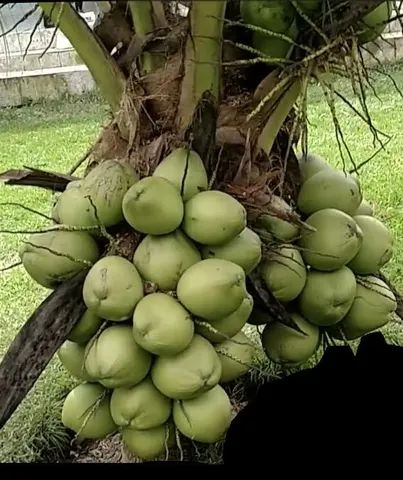 "pe de coco" no Brasil