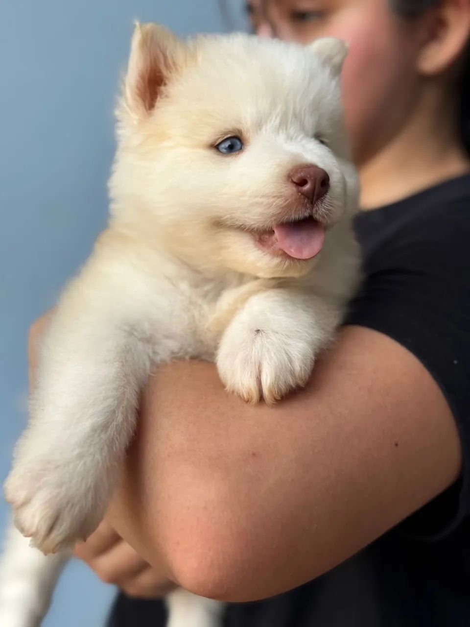 Husky filhotes creme e branco - Cachorros - Centro, Francisco Beltrão ...