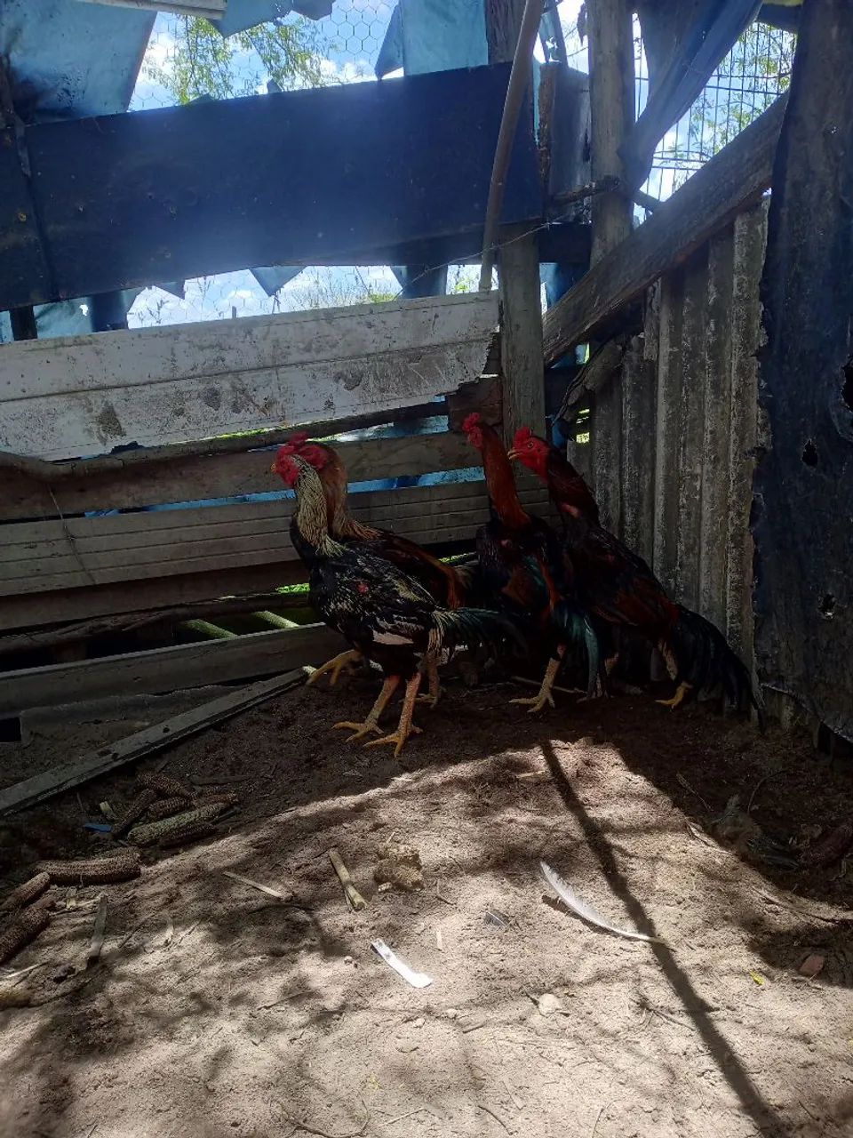 3 frangos - Outros animais - Cruzeiro, Feira de Santana 1454047893 | OLX