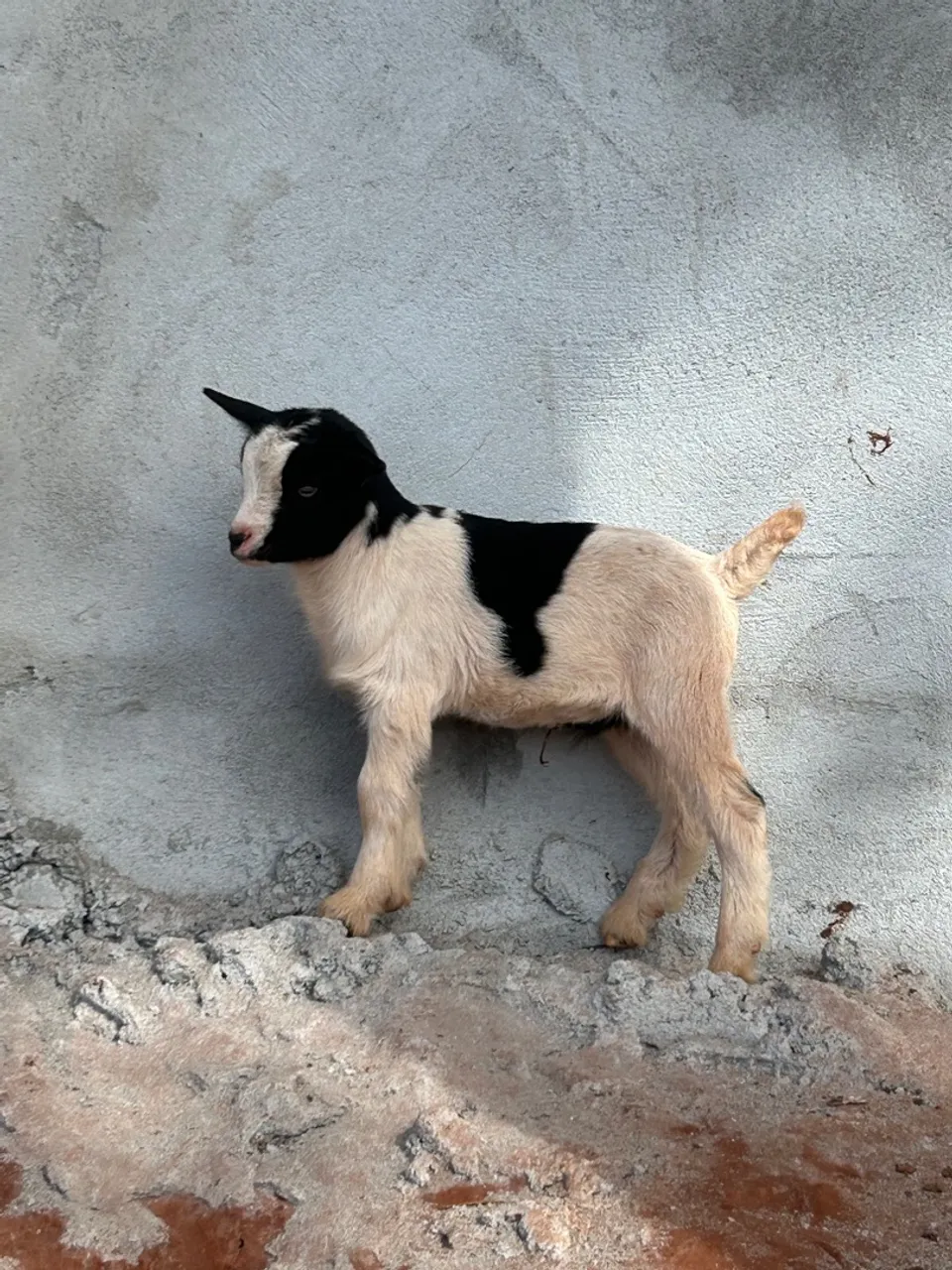 "mini cabras" no Brasil