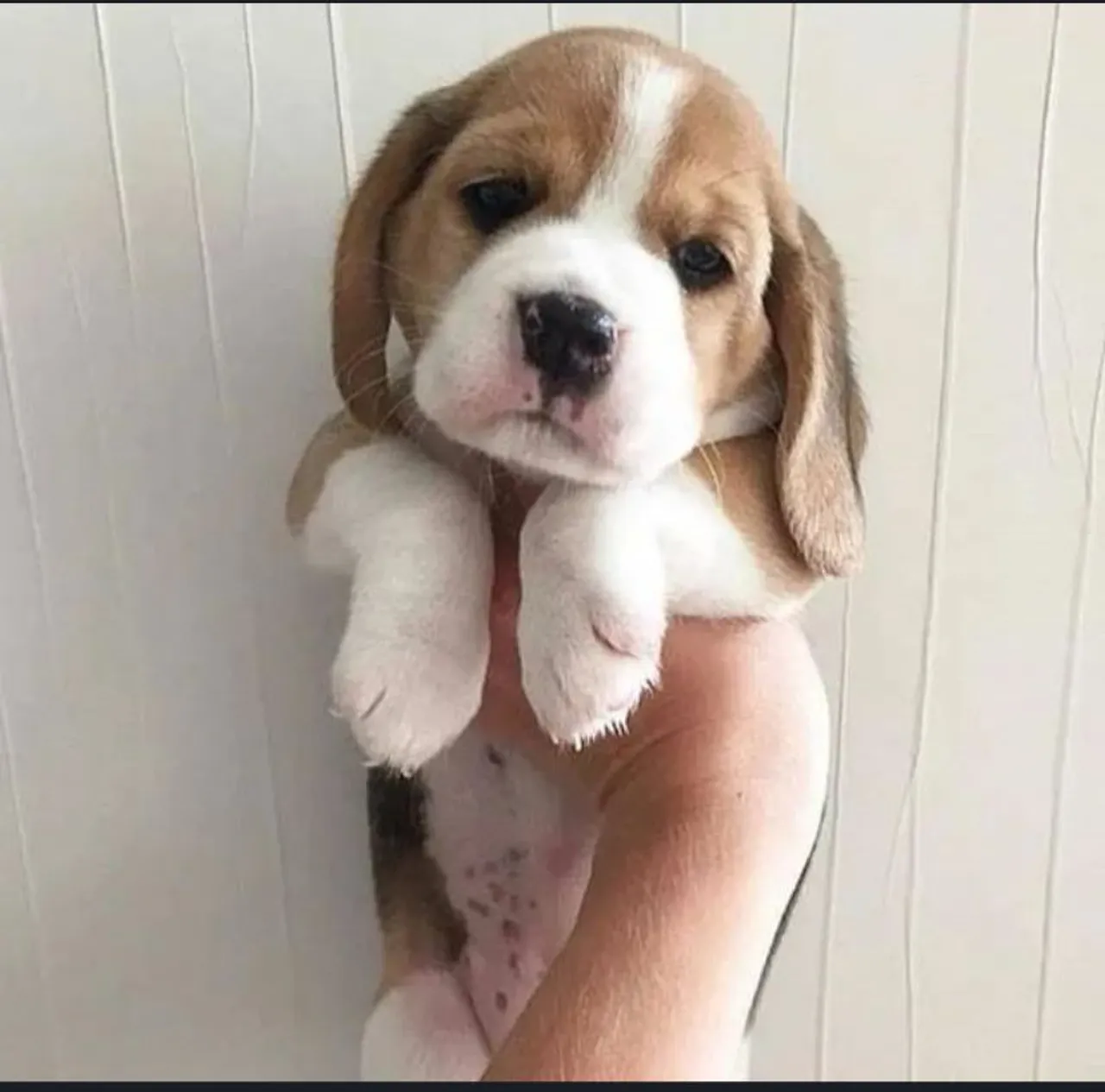 "filhotes de cachorros beagle" - Cachorros no Brasil