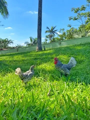 "sebright" no Brasil