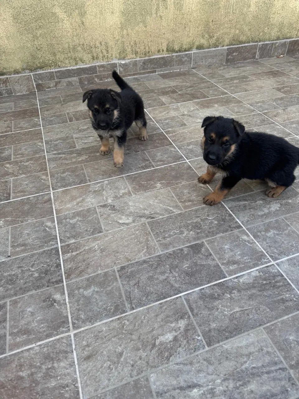 Filhote de pastor alemão puro - Cachorros - Nações, Fazenda Rio Grande ...