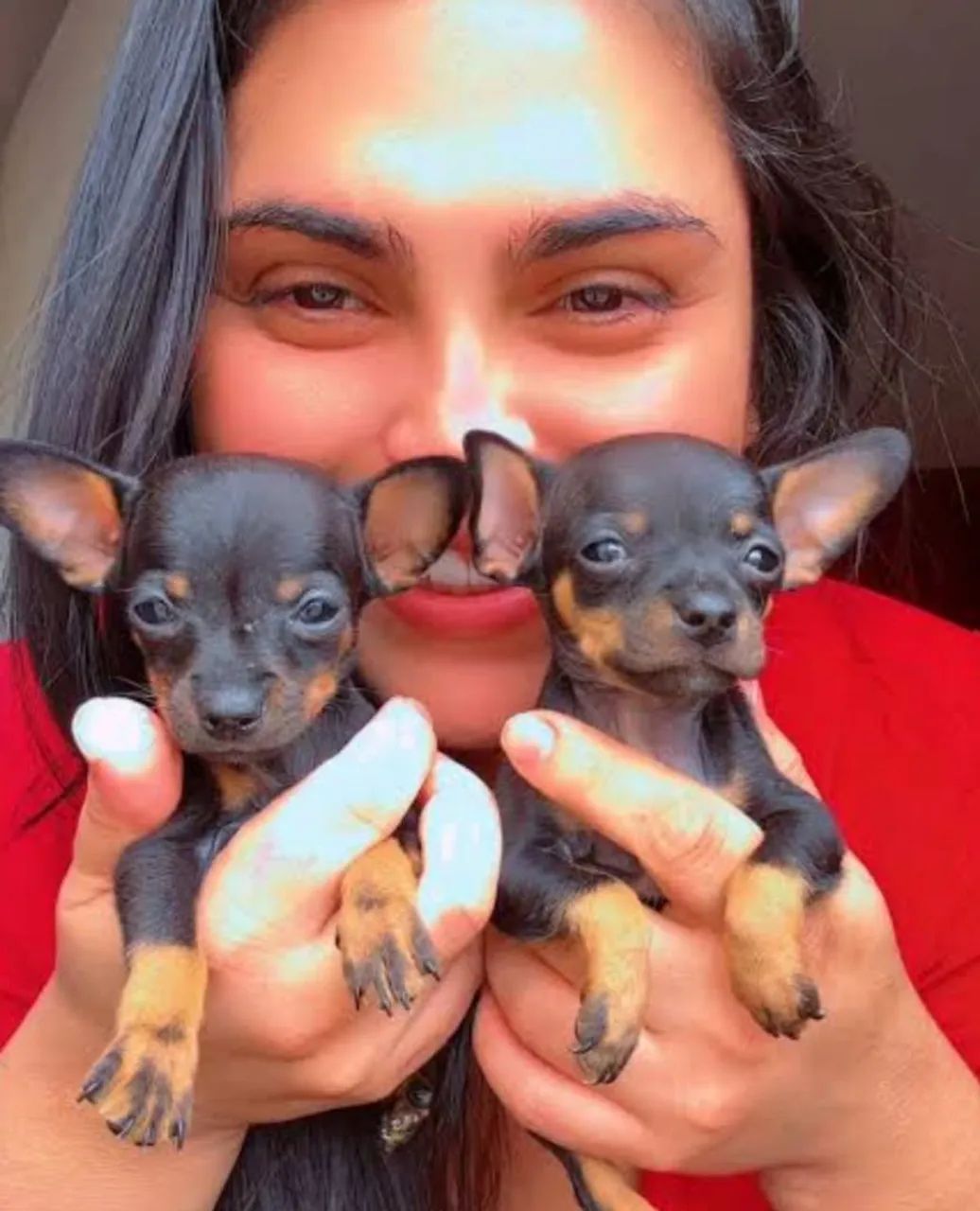 Filhotes de Pinscher zero - Cachorros - São Benedito, Poços de Caldas ...
