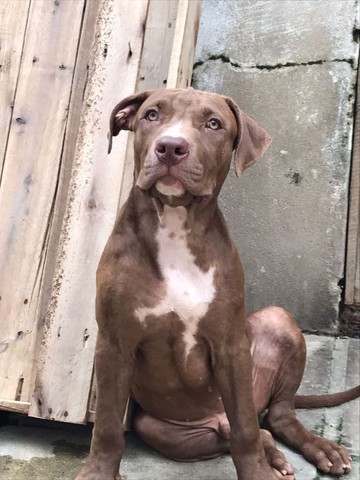 Lil plus | +11 anúncios na OLX Brasil