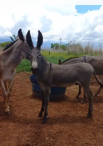 "jumentos" no Brasil
