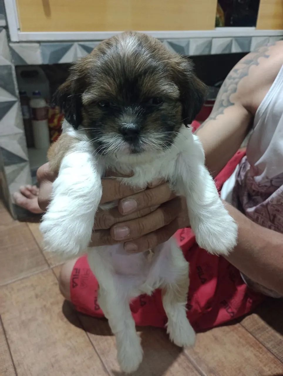 Lhasa apso - Cachorros - Setor Leste (Gama), Brasília 1469641582 | OLX