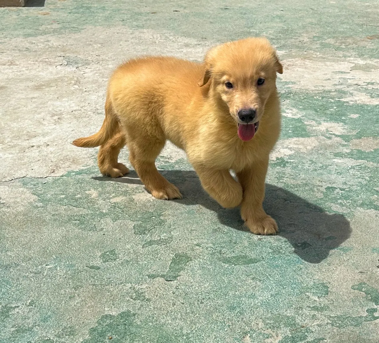 "golden retriever macho" - Cachorros no Brasil
