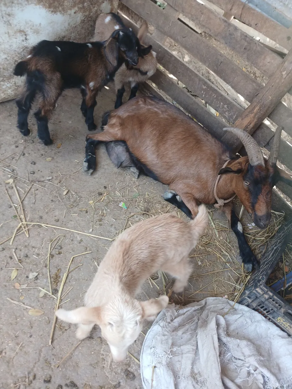 "cabras e cabritos" no Brasil