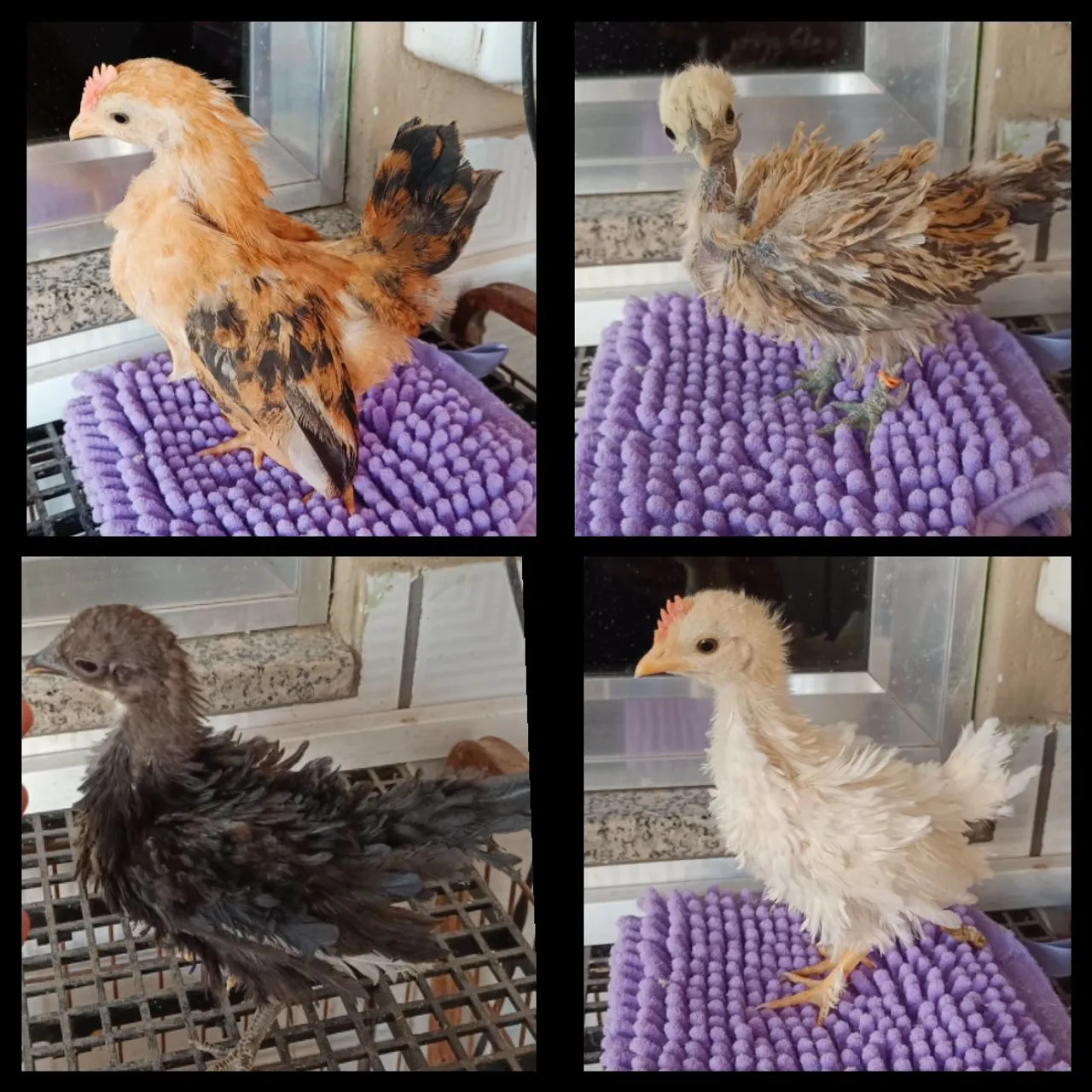 "mini garnizes" no Brasil