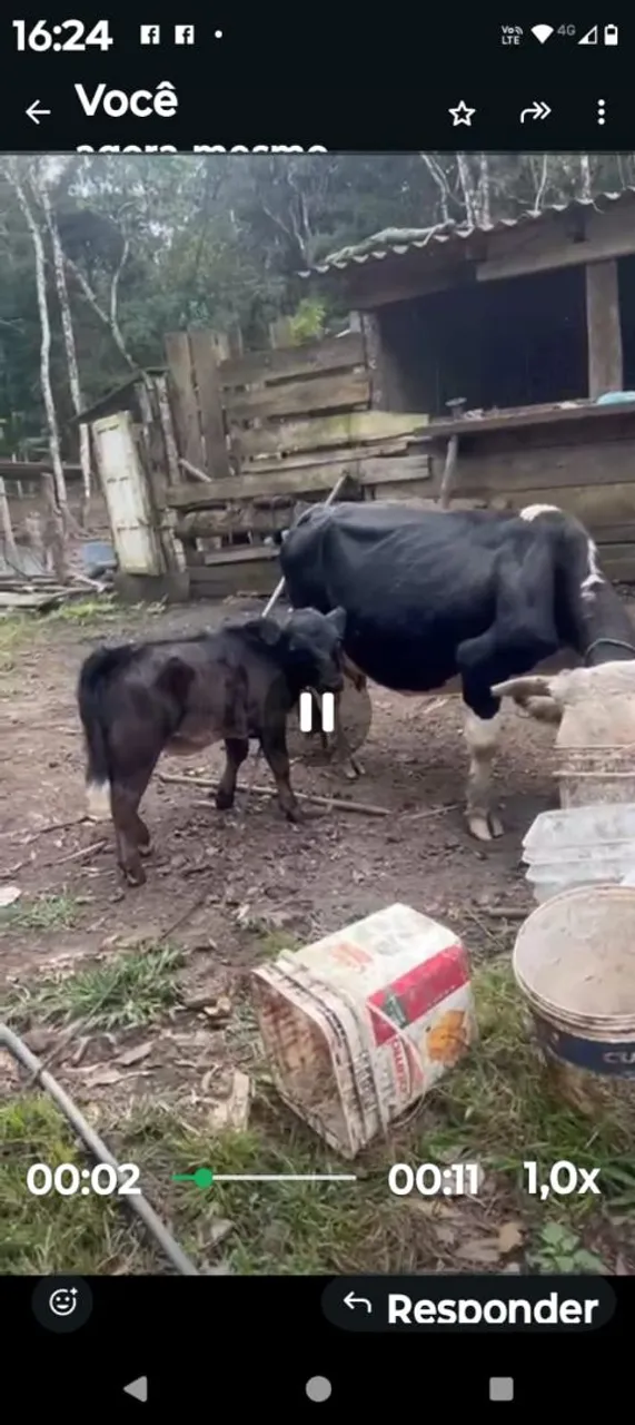 "mini vaca" - Animais para agropecuária no Brasil
