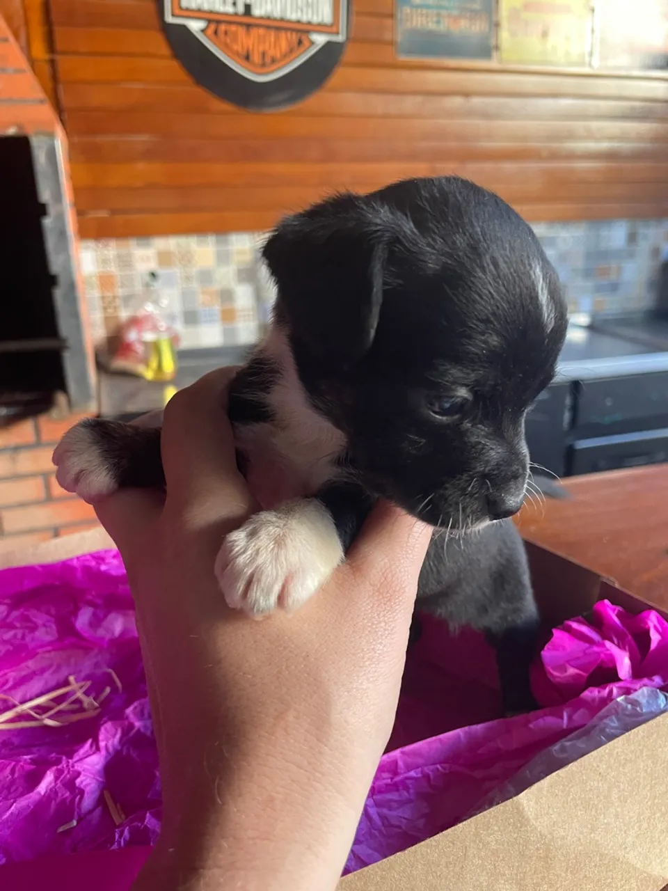 "cachorro pinscher 1" - Cachorros no Brasil