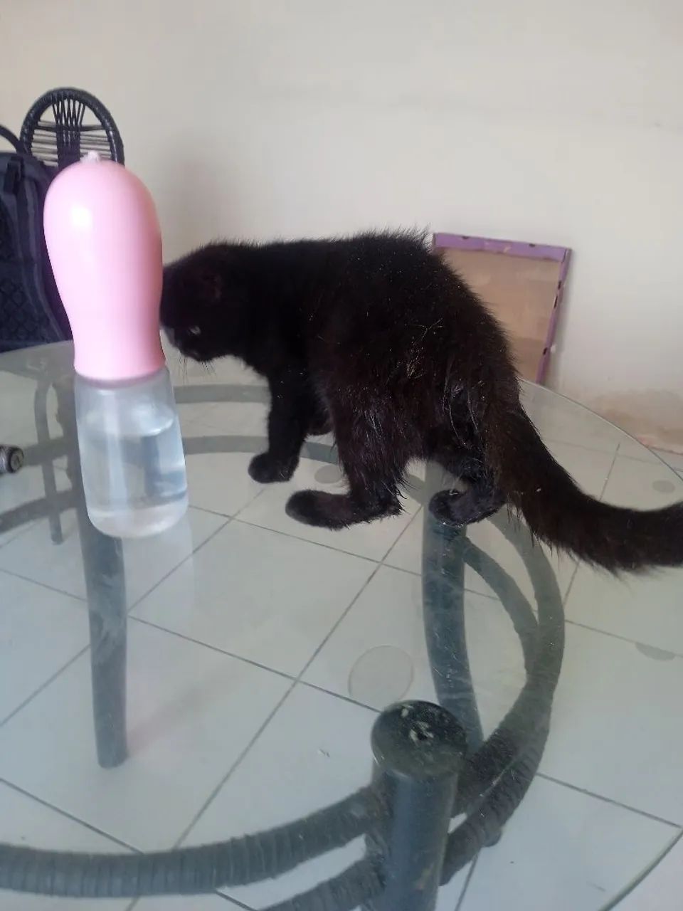 Gato persa - Gatos - Pau Amarelo, Paulista 1453941177 | OLX