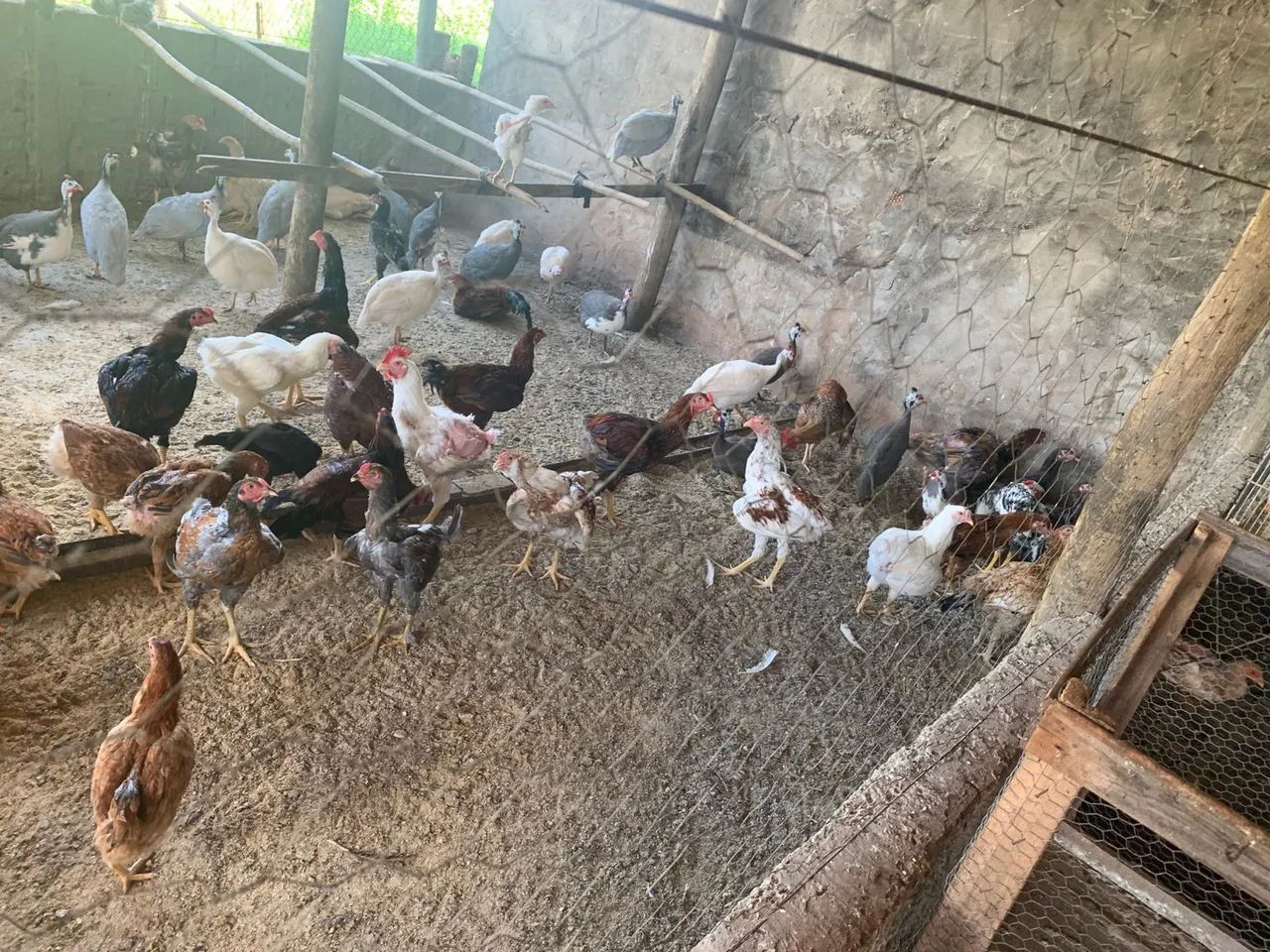 Frangos Caipira - Animais para agropecuária - Vila Mesquita, Bauru ...