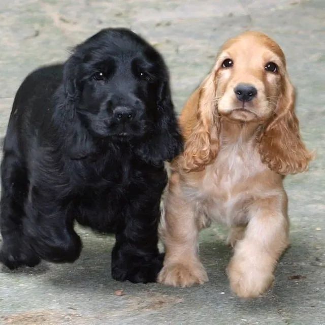 venda de loja online barata Cocker Spaniel pedigree e microchip | www ...