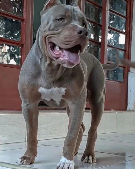 "pitmonsters" no Brasil